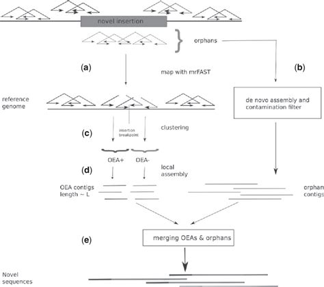 Figure From Detection And Characterization Of Novel Sequence