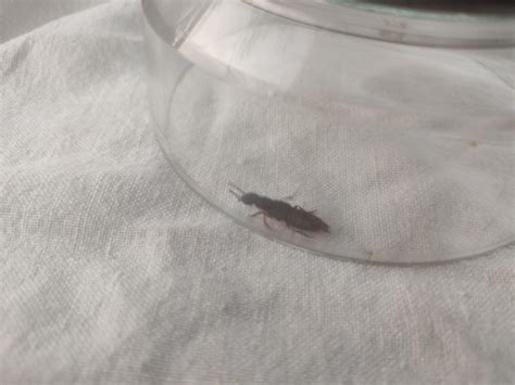 What Is This Huge Ant Looking Bug I Found Under A Log R