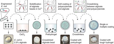 Cell Encapsulation In Tough Hydrogel Capsules The Process Of Core Shell