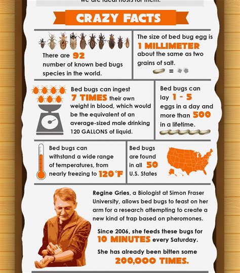 Bed Bug Facts Artofit