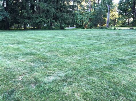 Lines In Grass Lawn Care Forum