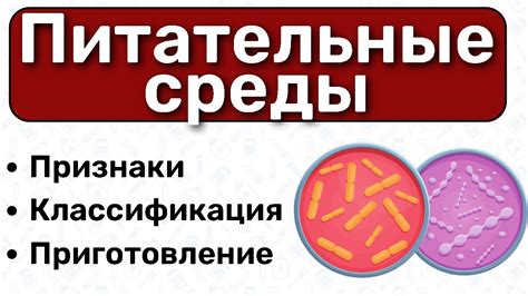 Питательные среды МИКРОБИОЛОГИЯ виды питательных сред Youtube