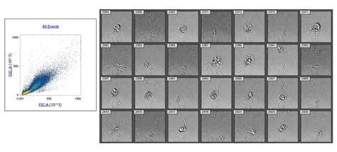 Attune Cytpix Flow Cytometer Integrated Gulf Biosystems