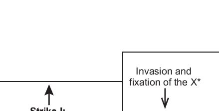 A Model For The Evolution Of The Atypical Sex Determination System In Download Scientific