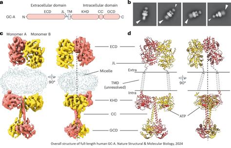 Transmembrane Receptor Guanylyl Cyclase Structure And Function In Heart