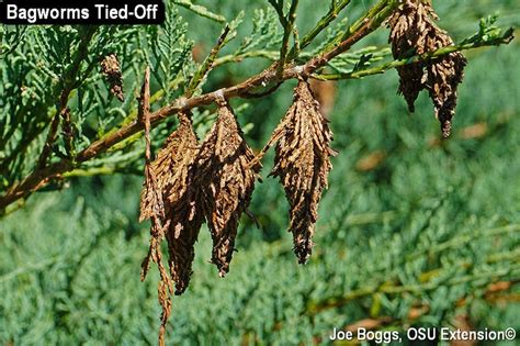 Ask The Professional Ideas For Dealing With Wasp Nests And Bagworms