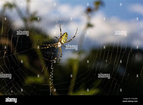 Closeup Of Exotic Striped Argiope Bruennichi Orb Web Spider Sitting On Cobweb Against Blurred