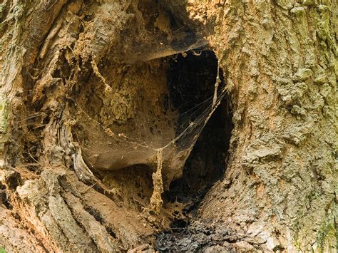 Signs That You Need Emergency Tree Service Fort Worth TX