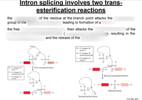 Diagram Of Intron Splicing Transesterification Reactions Quizlet