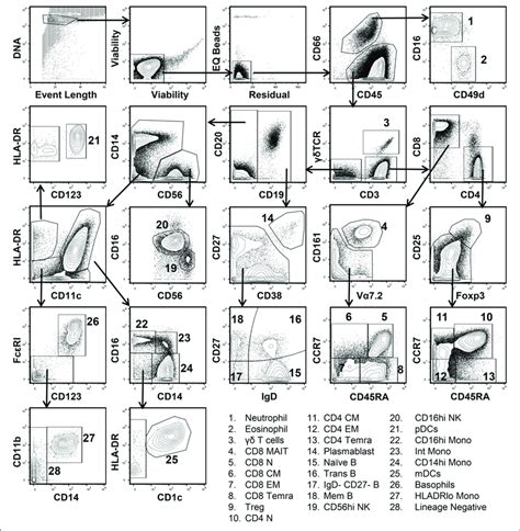 Conventional Manual Gating Strategy For 38 Parameter Human Download Scientific Diagram