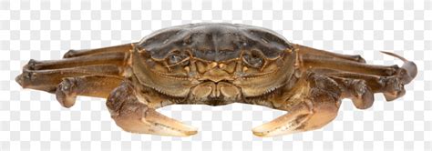 털게 이미지 사진 401099391 무료 다운로드