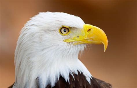 Why Are Bald Eagles Called Bald Meaning Feathers Name Origin