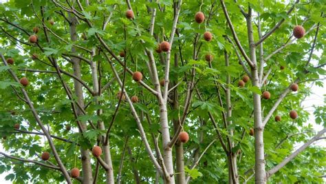 Majestic Hazel Tree With Multiple Trunks Broad Fuzzy Leaves And