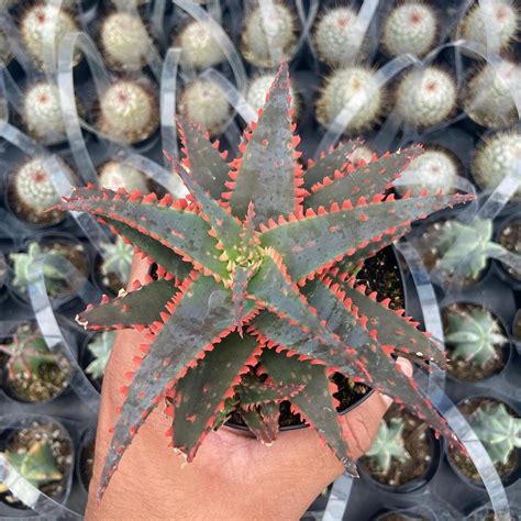 Productos Page 10 Tiajuanas Plants México