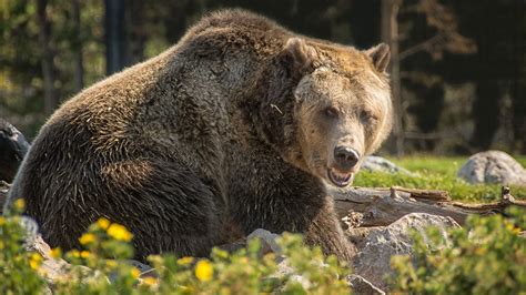 Grizzly Bear Attack Victims Photos Grizzly Bear Attack Victims Photos