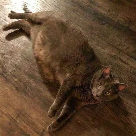 People Are In Love With This Thicc Cat And You Can Clearly See Why