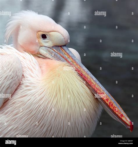Diagonal Beak Pelican Quadratic Beaks Pink Macro Close Up Macro