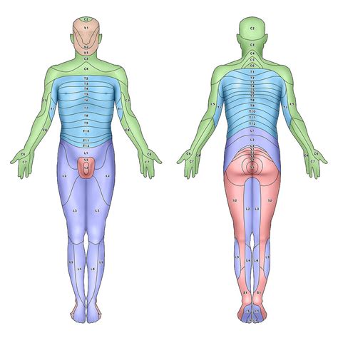 Dermatome Skin Sensory Areas Bild Kaufen 14077605 Science Photo