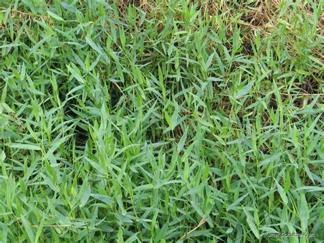 What Is A Tanner Grass At Cynthia Ridgeway Blog