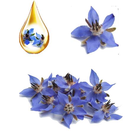 Гама линоленова киселина и маслото от пореч Jewelry Brooch