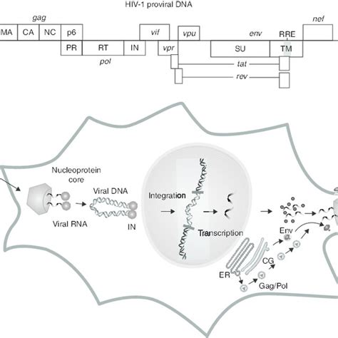A Typical Lentiviral Vector Backbone Plasmid Download Scientific Diagram
