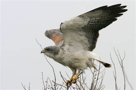 Swainsons Hawk Id Facts Diet Habit And More Birdzilla