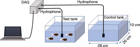 Schematic View Of The Experimental Setup Not To Scale DAQ Digital Download Scientific