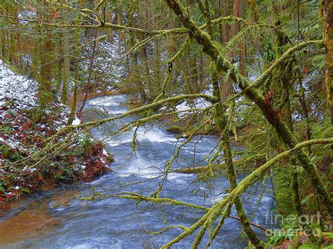 Whatcom Falls Park Whatcom Creek Bellingham Washington Art Print