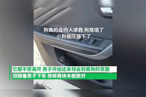 男子路边停车遇狗扒车门，怎么赶都赶不走，下车一看惊叹果然有事