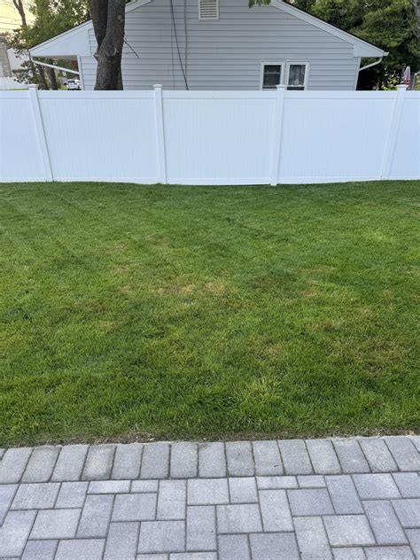 Fungus Please Help Identify Whats Happening Rlawncare