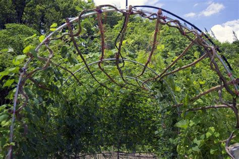 10 DIY Cucumber Trellis Ideas To Get You Growing