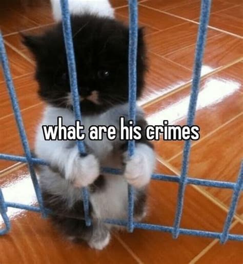 40 Hilarious Cat Memes That Purrfectly Capture Their Sassy Attitude