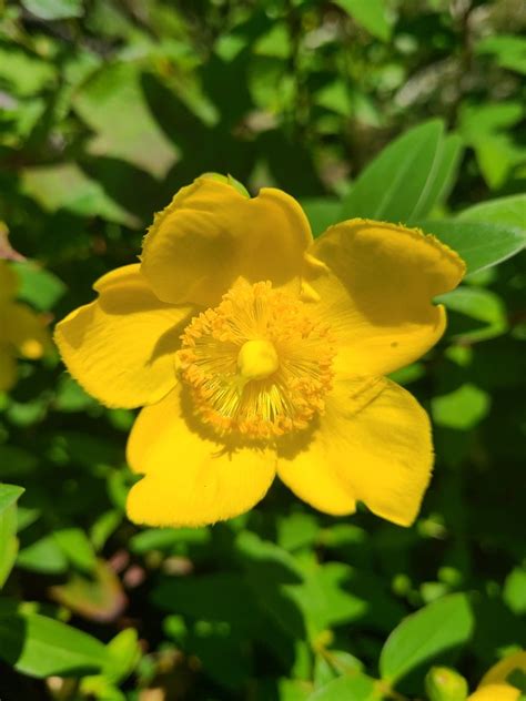 キンシバイ 金糸梅 季節の花と花言葉 kensan 0427さんのﾌﾞﾛｸﾞ