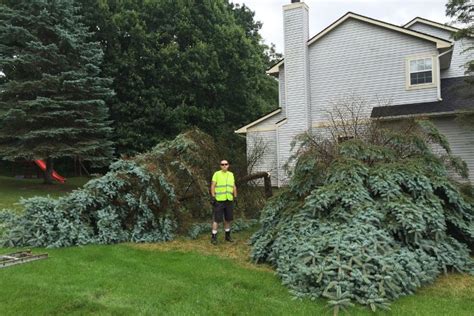 Pro Advice Who Is Responsible For Fallen Tree Removal