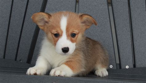 Akc Registered Pembroke Welsh Corgi For Sale Millersburg Oh Female B
