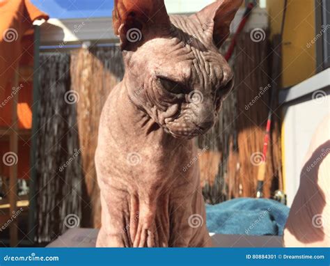 Sphynx Cat Stock Image Image Of Cute Background Skinny