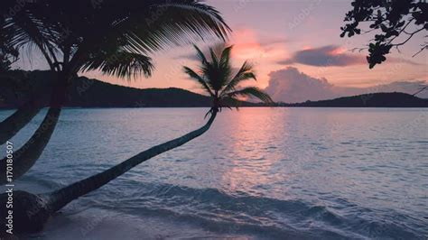 Palm Tree At Sunset On Tropical Beach In Caribbean Oppenheimer Beach