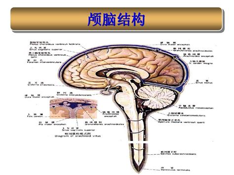 蛛网膜下腔出血的护理[1] Word文档在线阅读与下载 无忧文档