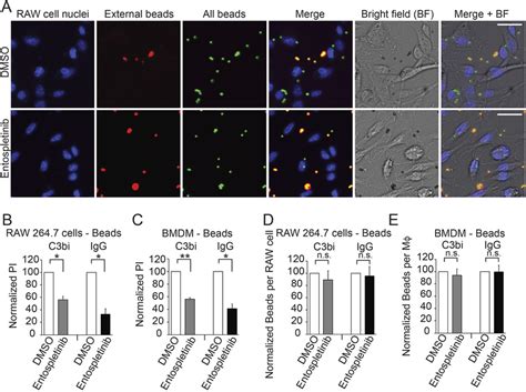 The Syk Inhibitor Entospletinib Decreases C3bi And Igg Mediated Download Scientific Diagram