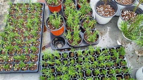 허브 초보자도 할수있는 로즈마리삽목법 로즈마리 Youtube