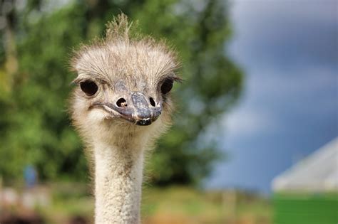 타조 머리 새 Pixabay의 무료 사진