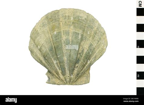 Fossil Scallop Scallop This Object Is Part Of The Education And Outreach Collection Some Of