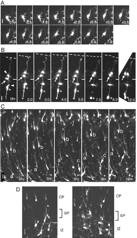 Somal Translocation Semantic Scholar
