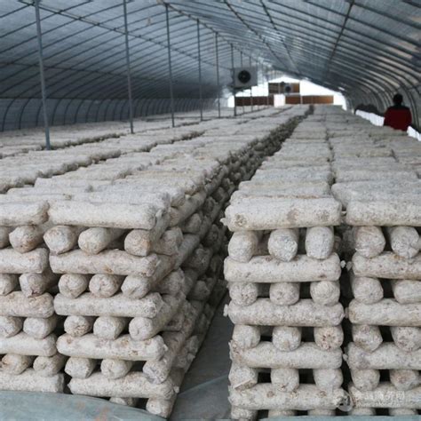 批发菌棒 出口品质香菇菌棒 河南三门峡 昌盛宝菇 食品商务网