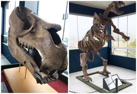 Museu Oceanográfico Univali Recebe Exposição Gigantes Do Passado