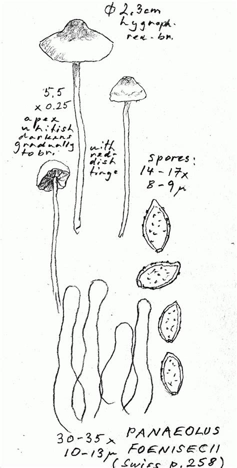 Panaeolus Foenisecii Spore Print