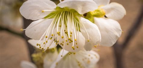 배꽃 꽃 자연 Pixabay의 무료 사진 Pixabay