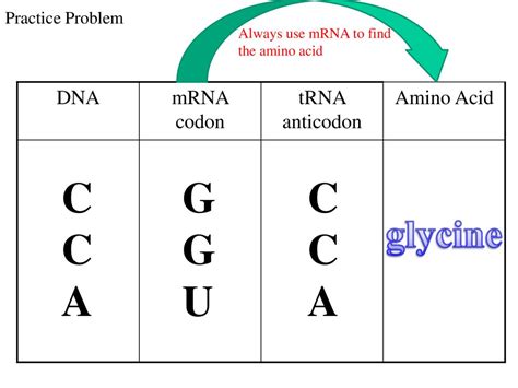 Dna And Translation Ppt Download