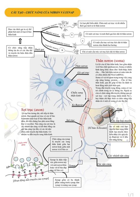 Structure Function Of Neurons And Synapse