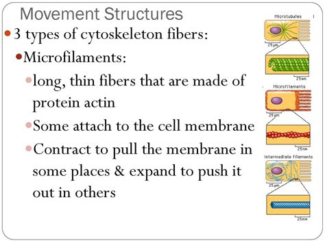 Chapter 7 Cell Structure And Function Ppt Download